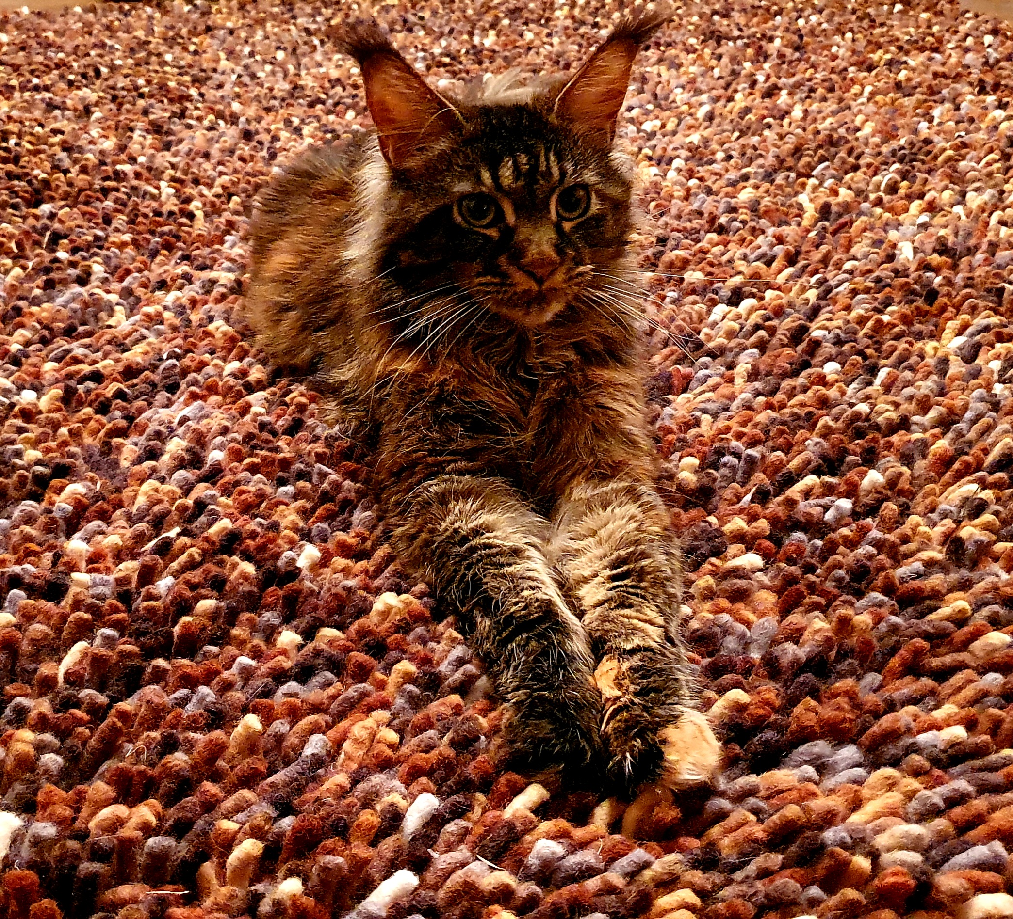 Amber - Clava Maine Coons